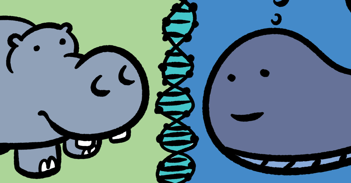 Science reveals the story of the hippo and the whale - a Rock Paper ...